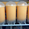 Homemade Orange Sherbet Push Up Pop Recipe